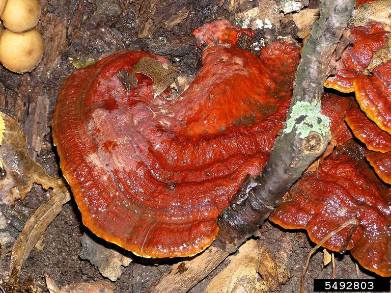Ganoderma root and butt rot (Ganoderma lucidum (Curtis) P. Karst.)