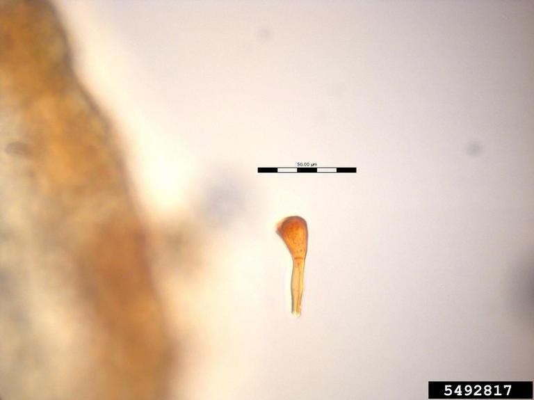 rust (Uromyces graminicola Burrill)