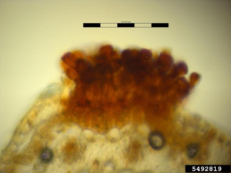 rust (Uromyces graminicola Burrill)