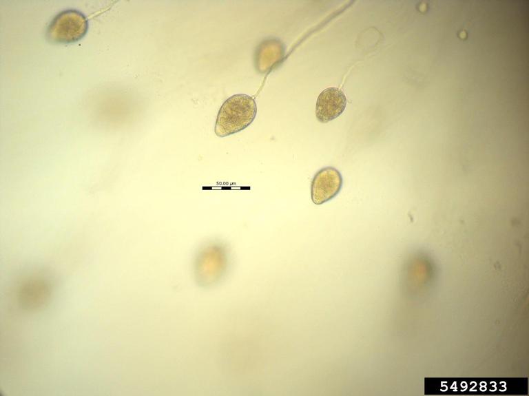 Phytophthora cryptogea - Alchetron, The Free Social Encyclopedia