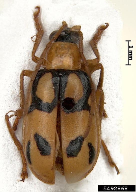 diabrotica beetle (Diabrotica adelpha Harold)