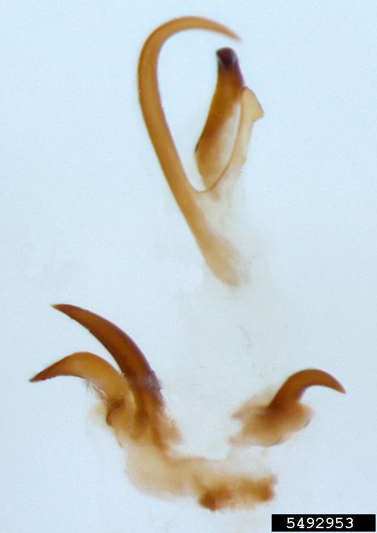 diabrotica beetle (Diabrotica bioculata Bowditch)