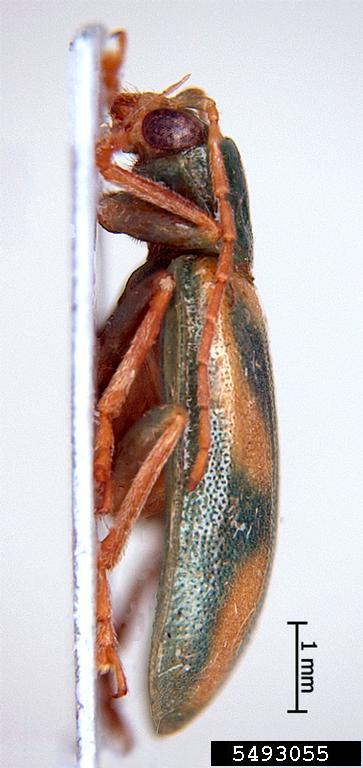 diabrotica beetle (Diabrotica curvipustulata Baly)