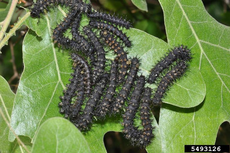 buck moth (Hemileuca maia (Drury))