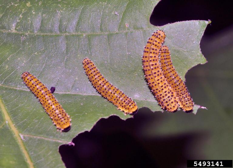 common sawflies (Genus Periclista Konow, 1886)
