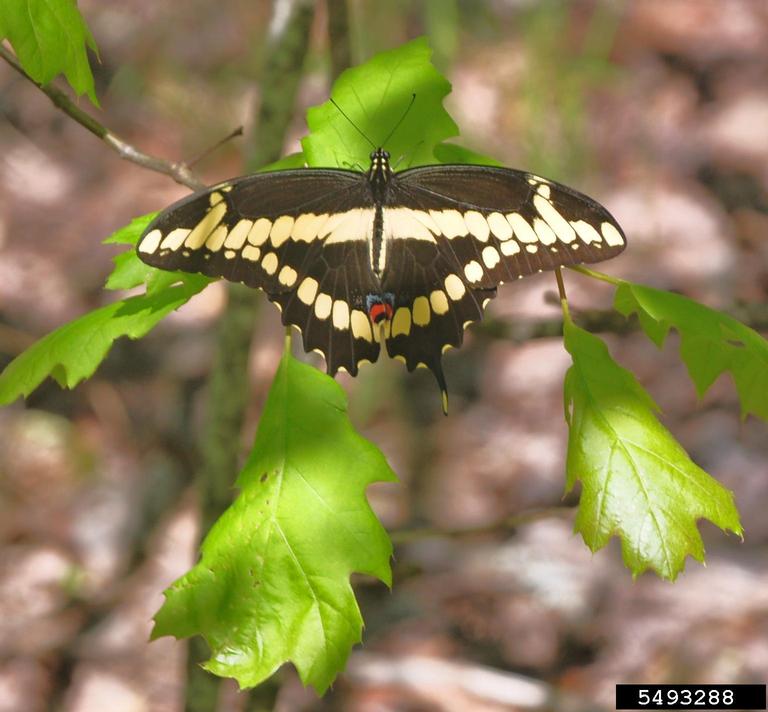orange dog swallowtail (Papilio cresphontes Cramer)