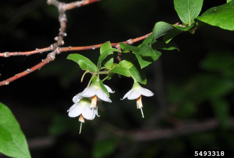 deerberry (Vaccinium stamineum L.)