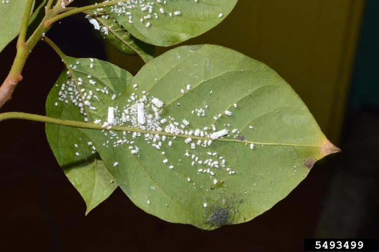 pink hibiscus mealybug, Maconellicoccus hirsutus (Hemiptera ...