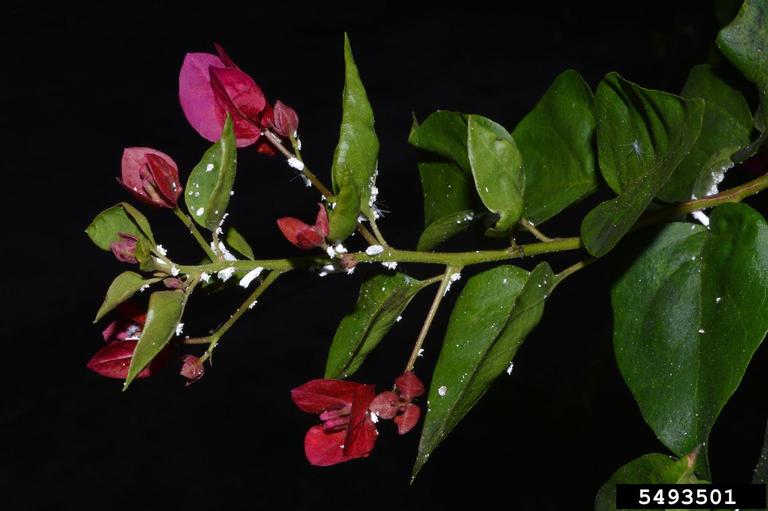 pink hibiscus mealybug (Maconellicoccus hirsutus (Green))