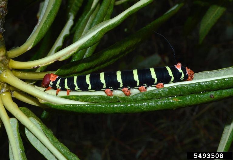 Tetrio sphinx moth (Pseudosphinx tetrio (Linnaeus, 1771))