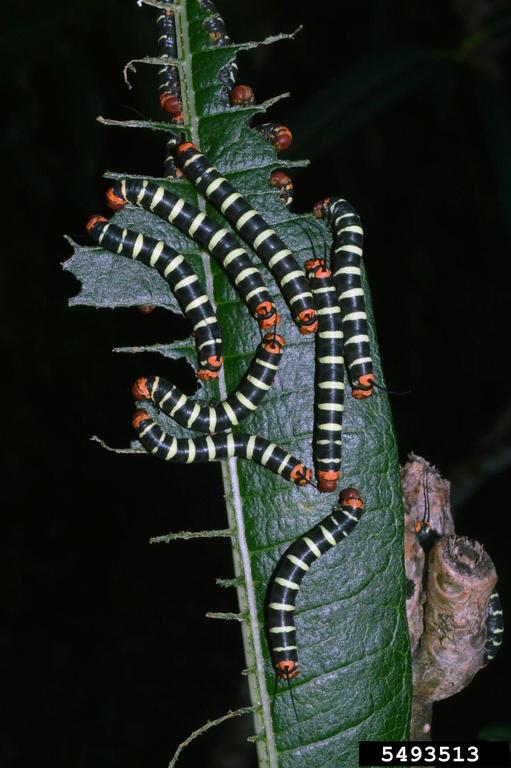 Tetrio sphinx moth (Pseudosphinx tetrio (Linnaeus, 1771))
