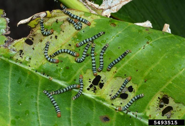 Tetrio sphinx moth (Pseudosphinx tetrio (Linnaeus, 1771))