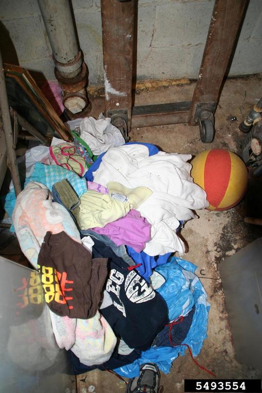 house mouse (Mus musculus Linnaeus, 1758)