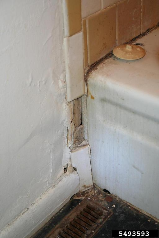 house mouse (Mus musculus Linnaeus, 1758)