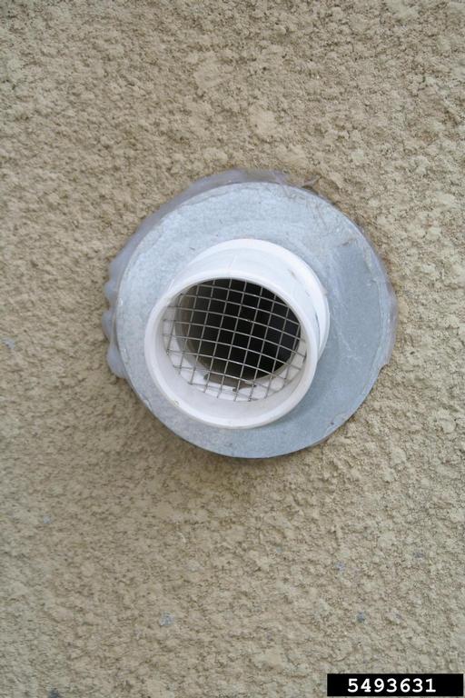 house mouse (Mus musculus Linnaeus, 1758)