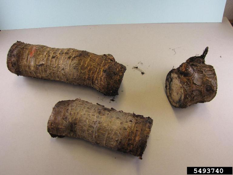 fungi (Thelonectria veuillotiana)