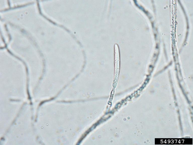 fungi (Thelonectria veuillotiana)