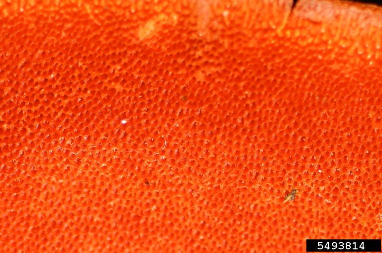 red polypore (Pycnoporus cinnabarinus)