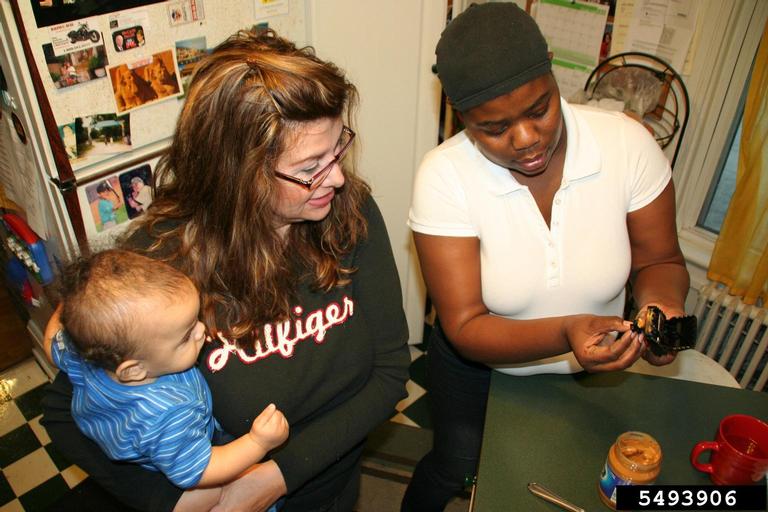 rat, vole, mouse (Family Muridae Illiger, 1815)