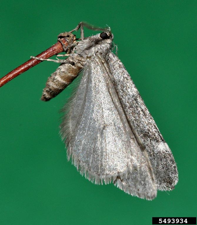 fall cankerworm (Alsophila pometaria)
