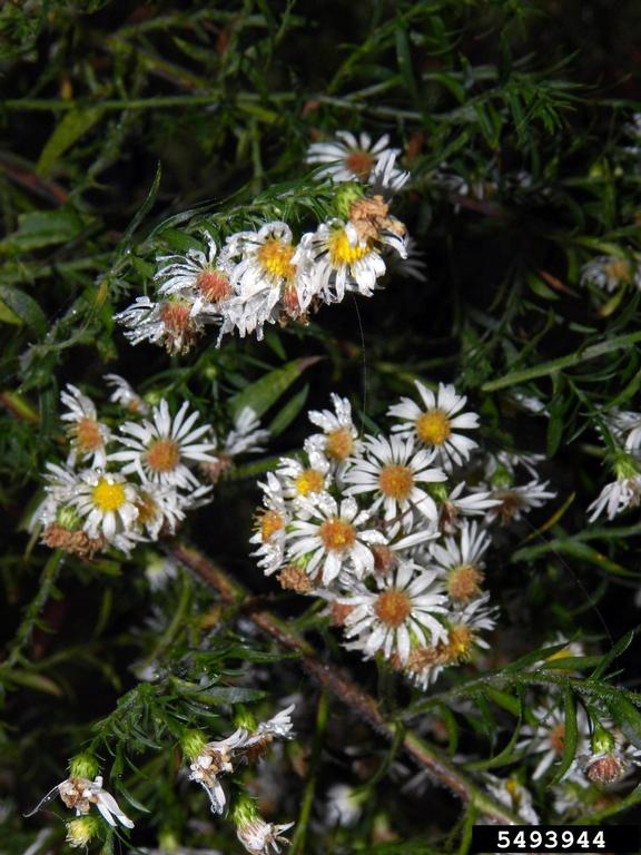 aster (Genus Aster L.)
