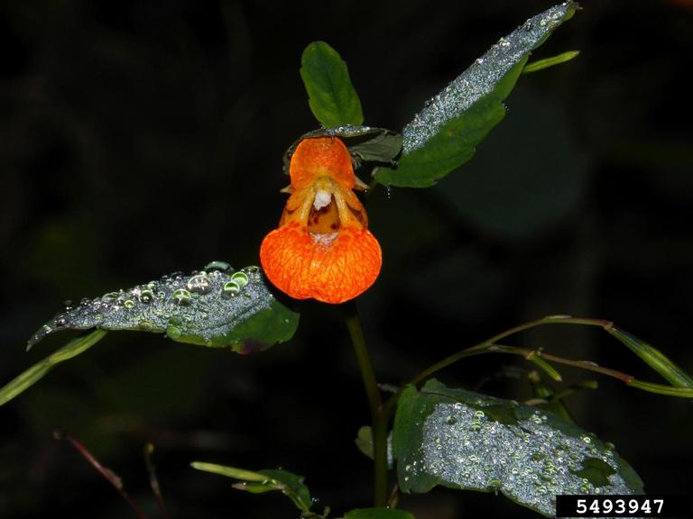 jewelweed (Impatiens capensis Meerb.)