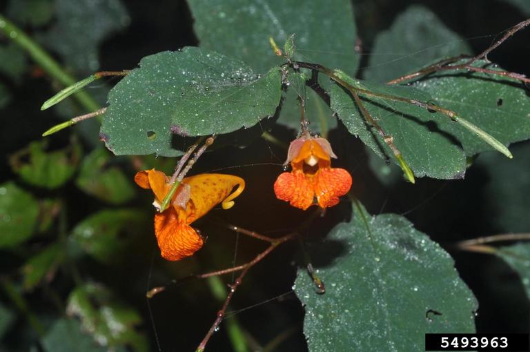 jewelweed (Impatiens capensis Meerb.)