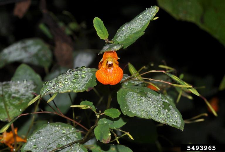jewelweed (Impatiens capensis)