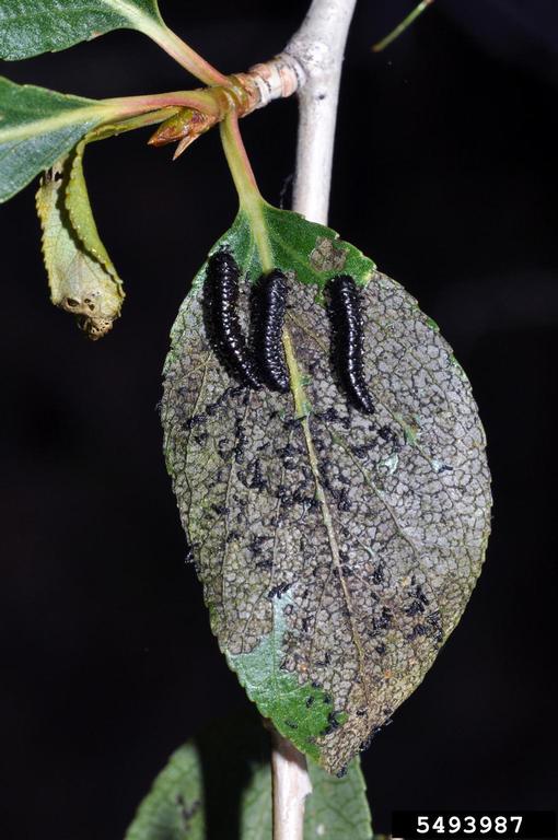 flea beetles (Altica spp. ) on narrowleaf cottonwood (Populus ...