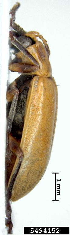 Bugwood Image Database System