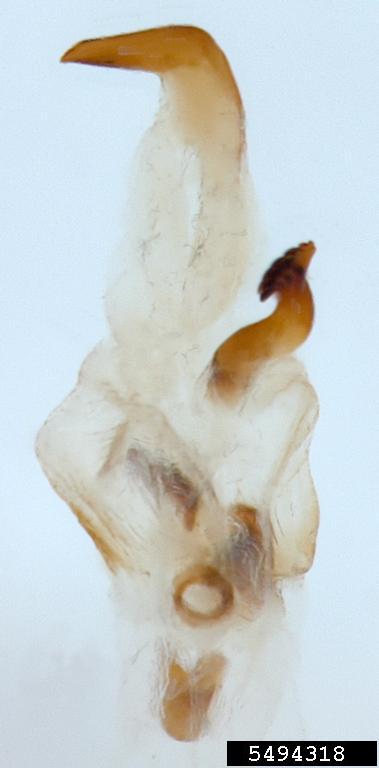 diabrotica beetle (Diabrotica regalis Baly)