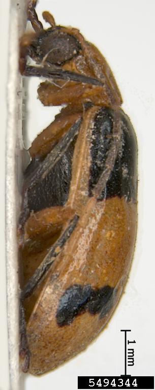 diabrotica beetle (Diabrotica rogersi Jacoby)
