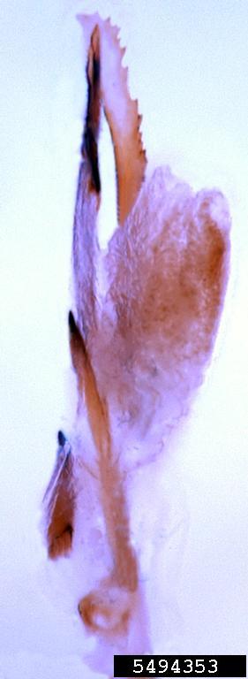 diabrotica beetle (Diabrotica barclayi Derunkov, Prado, Tishechkin ...