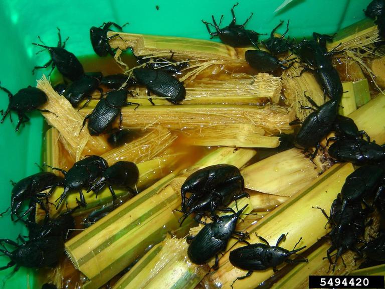 American palm weevil (Rhynchophorus palmarum)