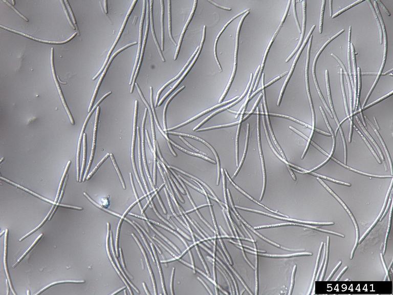 Septoria leaf spot of wheat (Septoria tritici)