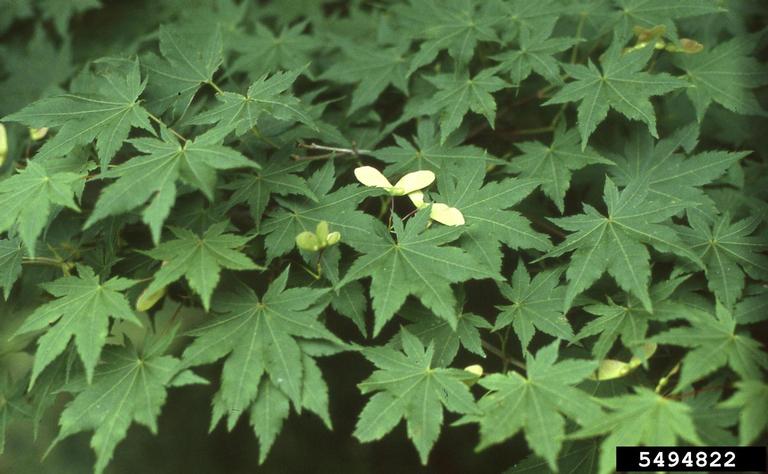 Japanese maple (Acer palmatum Thunb.)