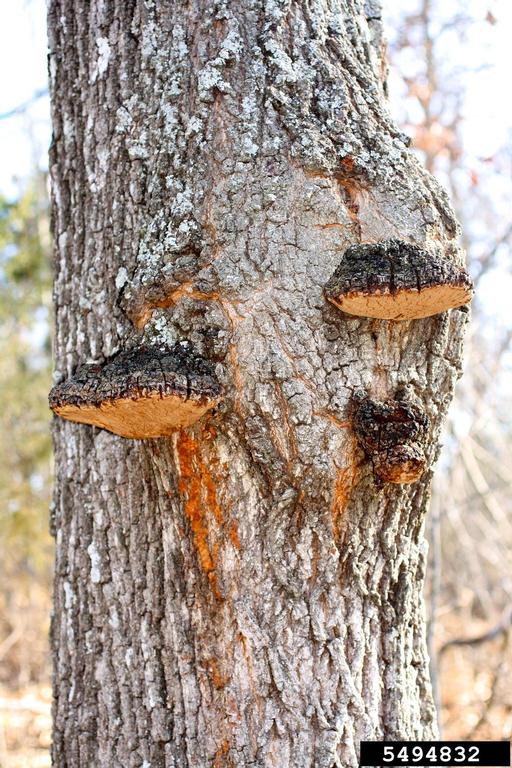 canker rot (Phellinus everhartii)