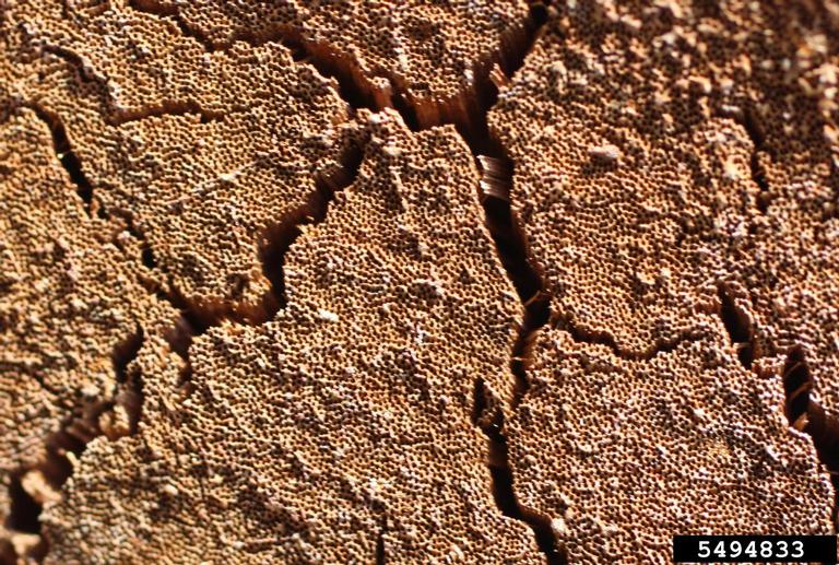 canker rot (Phellinus everhartii (Ellis & Galloway) Pilát)