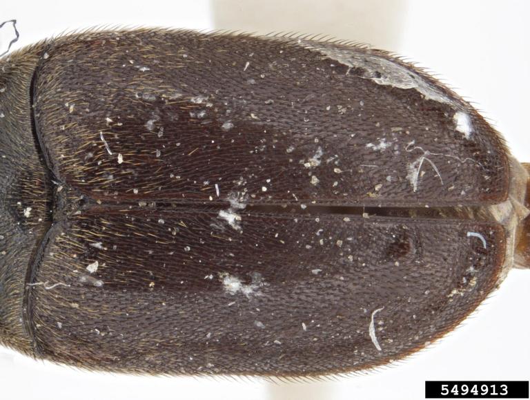 black carpet beetle (Attagenus unicolor)