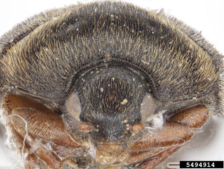 black carpet beetle (Attagenus unicolor (Brahm, 1791))