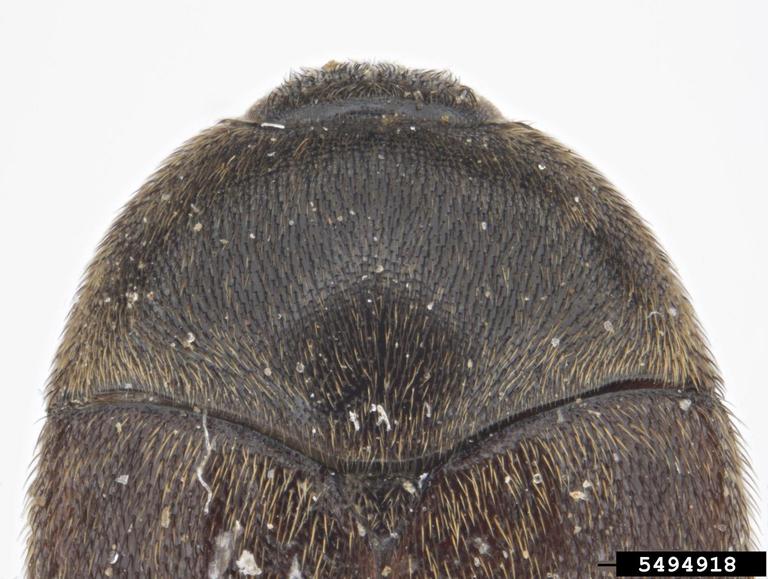 black carpet beetle (Attagenus unicolor)