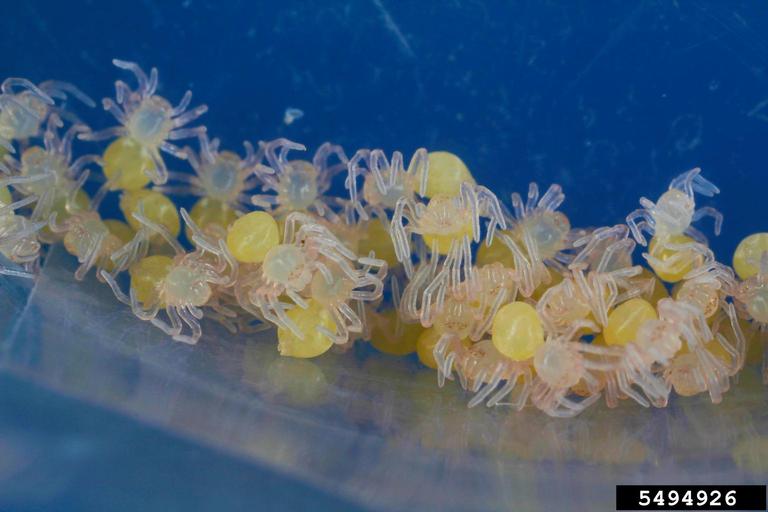 yellow sac spider (Cheiracanthium inclusum (Hentz))