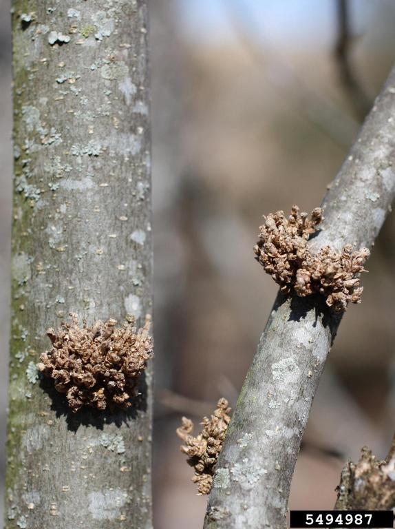 Eriophyid mite (Eriophyes celtis Kendall 1929)