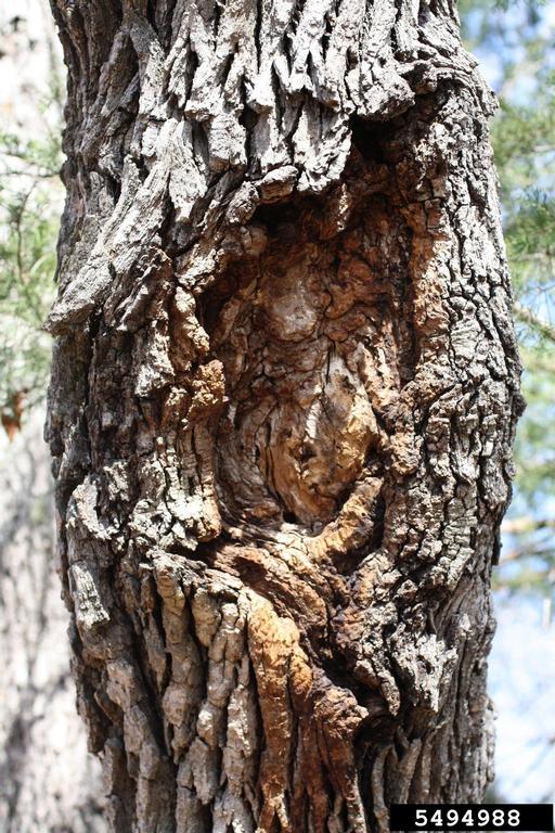 Neonectria canker (Neonectria galligena)