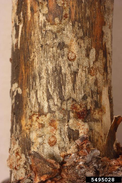 pine reproduction weevil (Cylindrocopturus eatoni Buchanan, 1940)