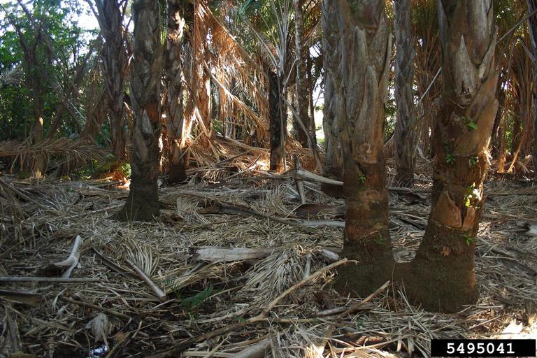 raffia palm (Genus Raphia)