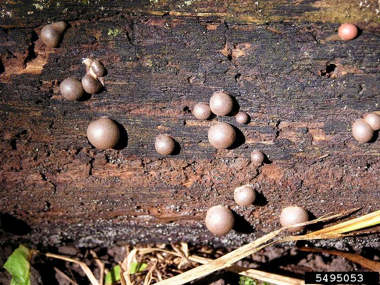slime mold (Lycogala spp. ) on deadwood and snags - 5495053