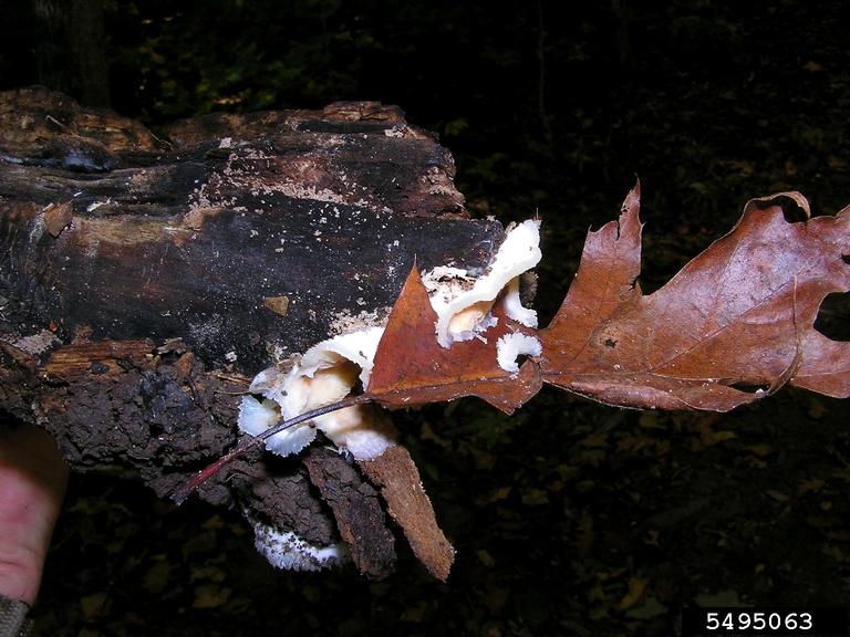 wood decay (Merulius tremellosus Schrad.)