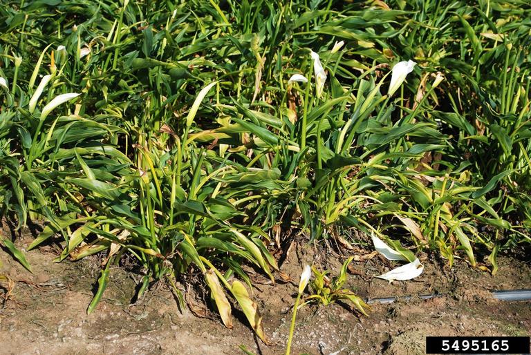 Pythium diseases (Genus Pythium Pringsh.)