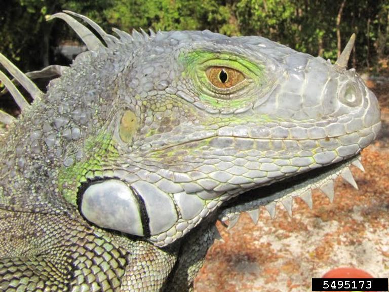 green iguana (Iguana iguana)